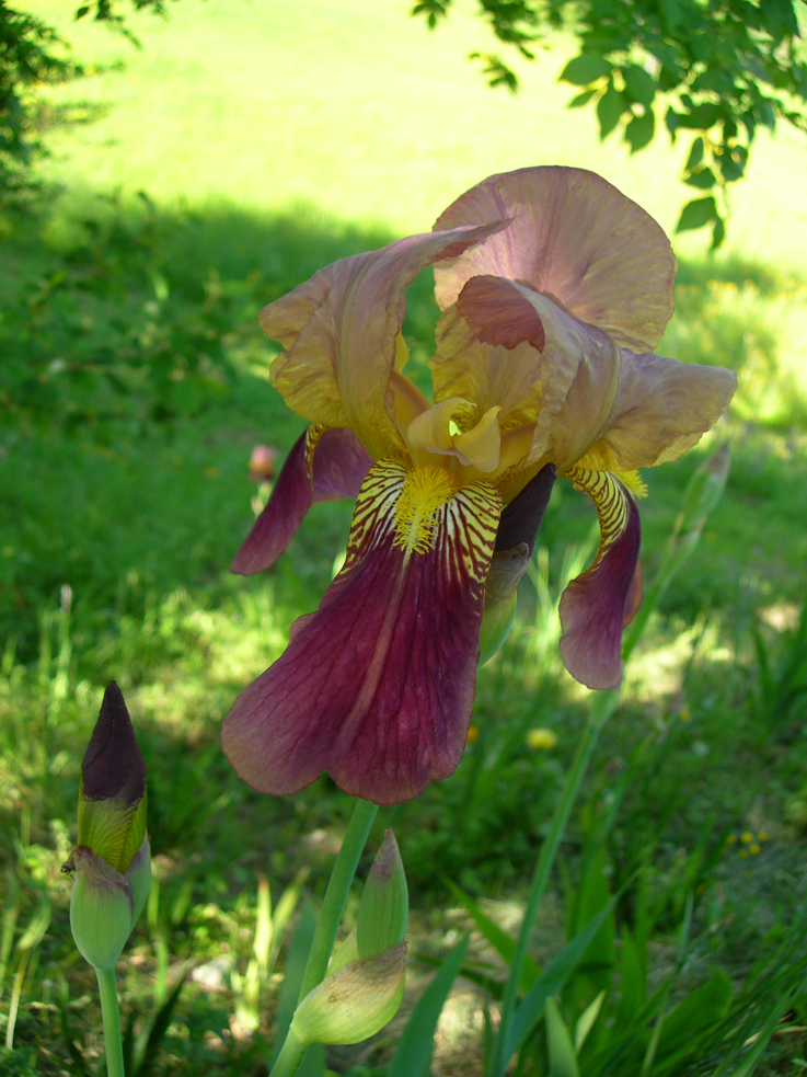 IRIS
