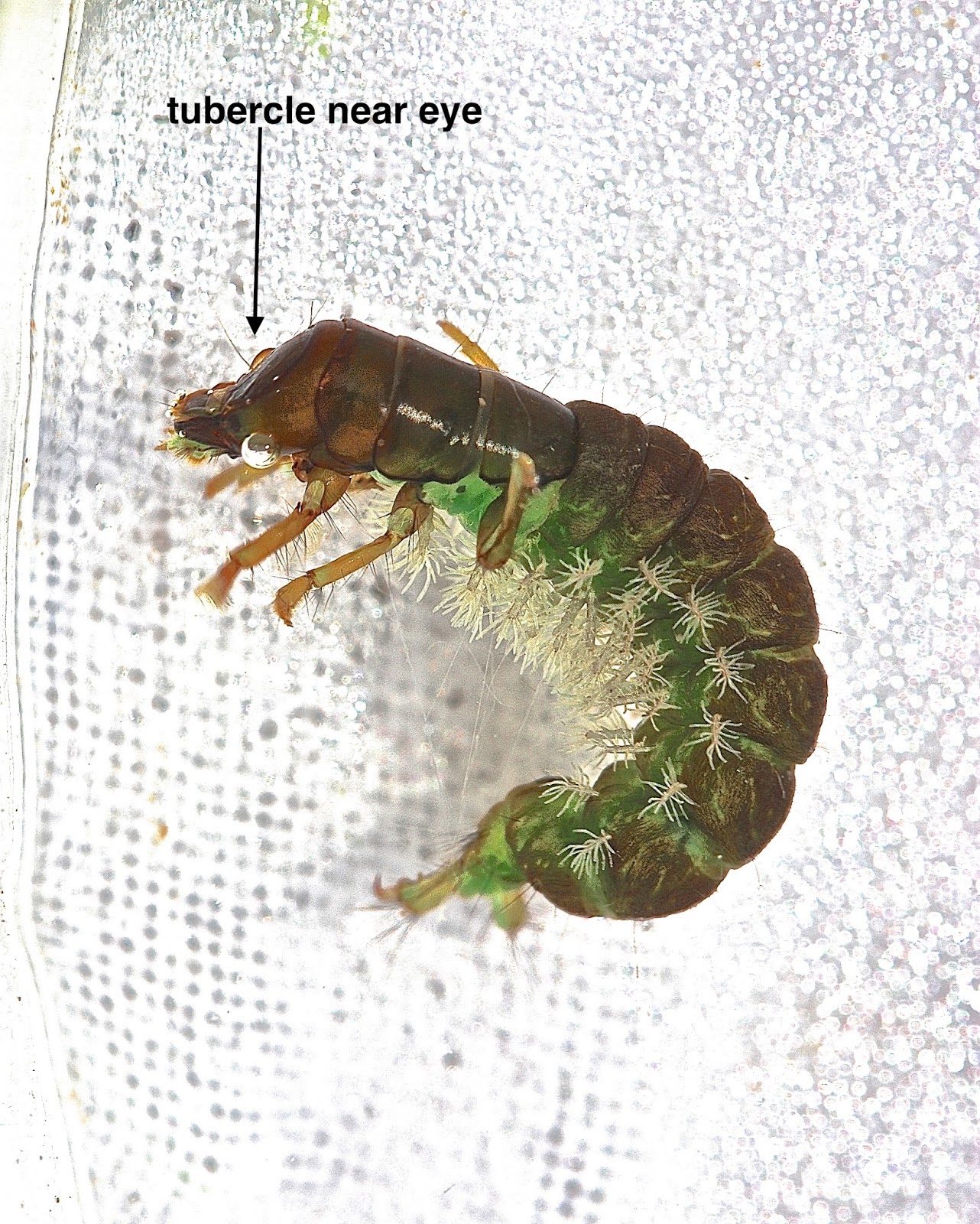Aquatic Insects of Central Virginia: Macrostemum carolina: no doubt ...