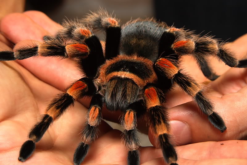 Tarantulas (Migalomorfos) ~ Mundo Aracnido