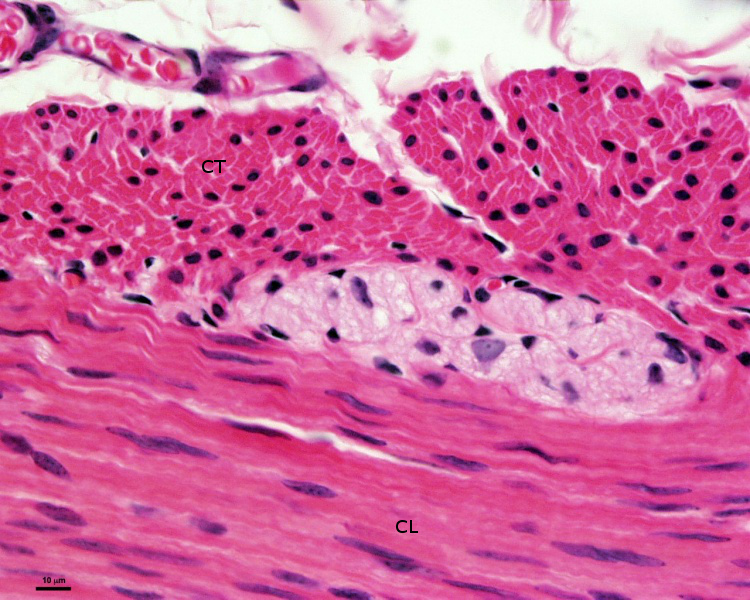 Histología en Imágenes : TEJIDO MUSCULAR LISO