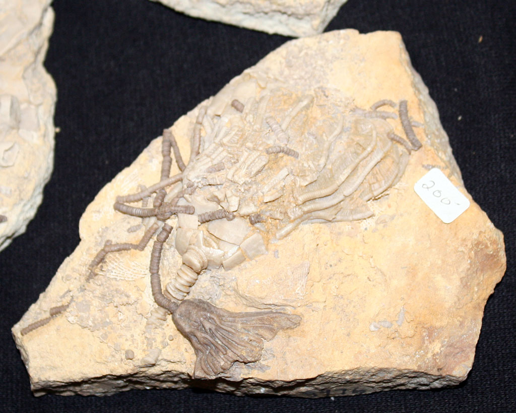 Louisville Fossils and Beyond: Bloomington Indiana Mineral-Fossil Show