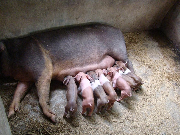 Management of Piglets