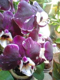 BUNGA ANGGERIK: Koleksi gambar bunga orkid yang cantik (Part 5)