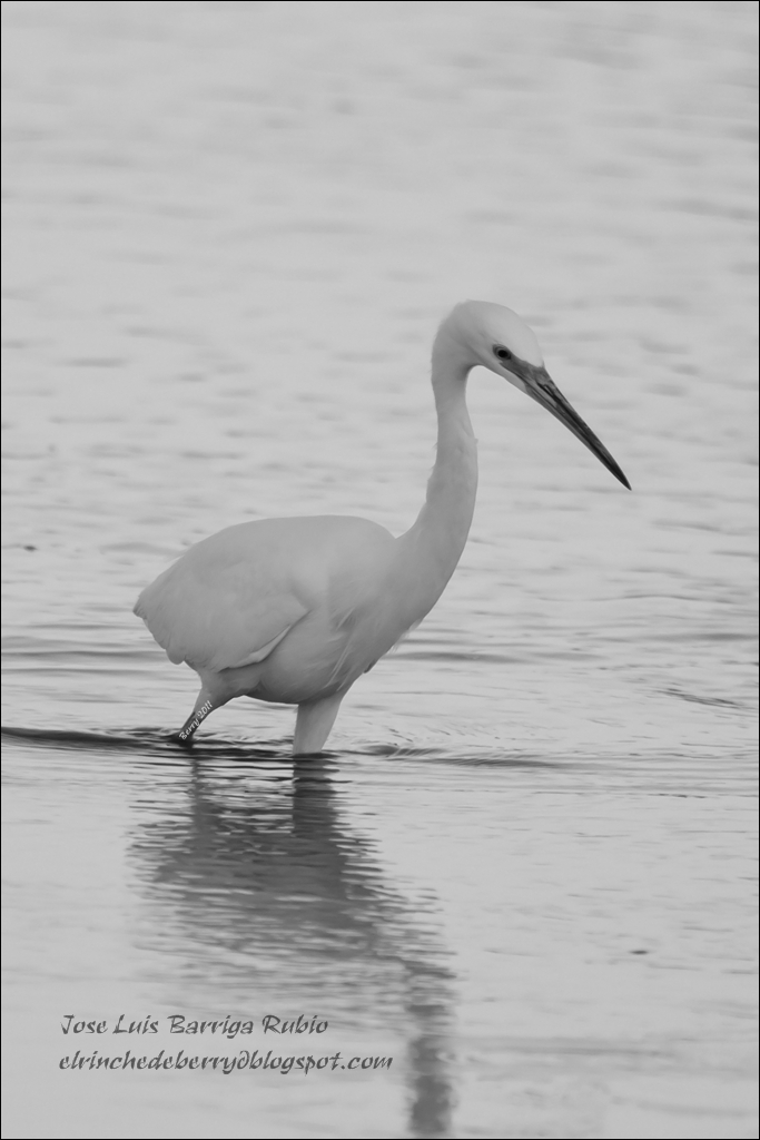 El Rinche de Berry : Fotos de Aves