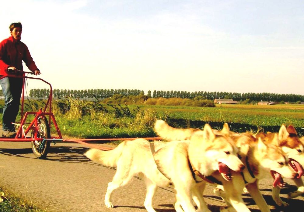 Carting - Dog Carting Supplies