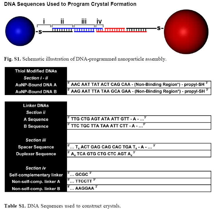 DNA and nanoparticles used to build nanomaterials with desired ...