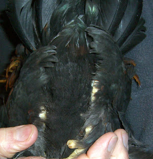 Origin of the Domestic Fowl: A Tough Call; Feathered Shanks