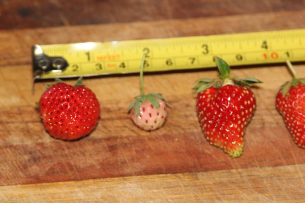 Mudflower: Pineberries, Strasberries and Bubbleberries