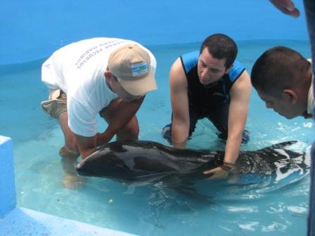RINCON DEL CACIQUE: VARAMIENTO DE FALSA ORCA, Pseudorca crassidens ...