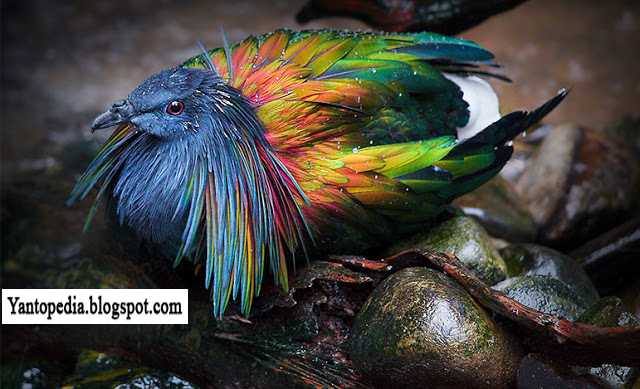 Kenali Jenis-Jenis Burung Puter / Derkuku / Tekukur! | Yantopedia