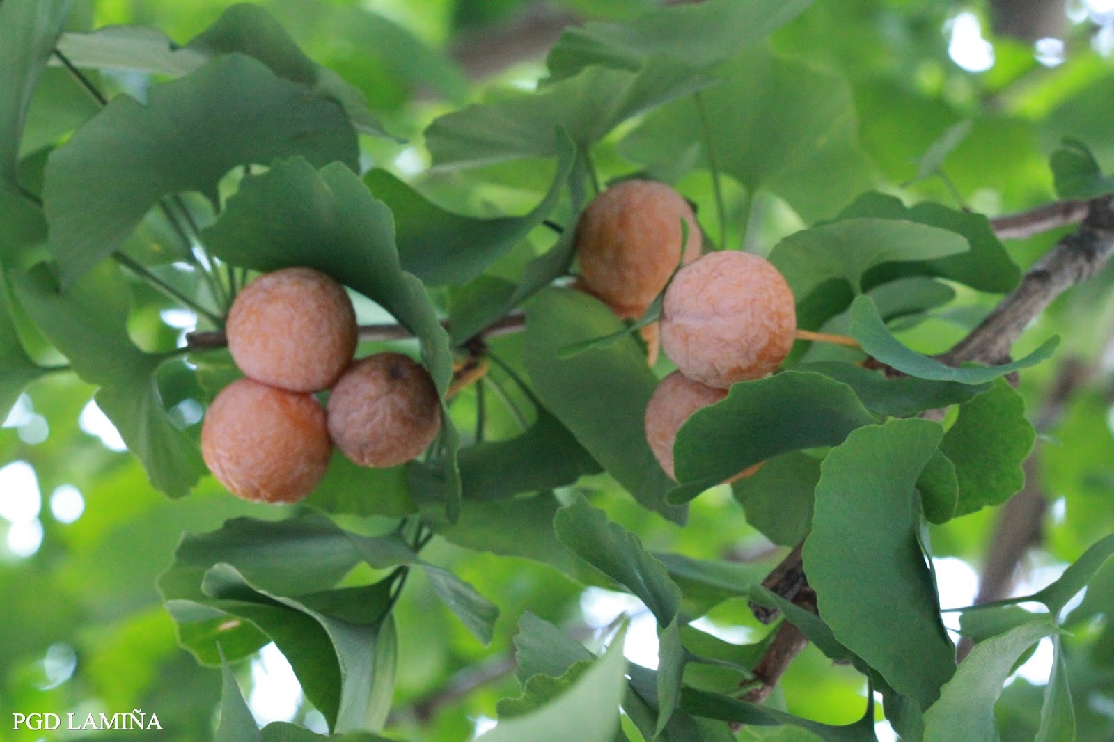 GINKGO BILOBA. gingo.