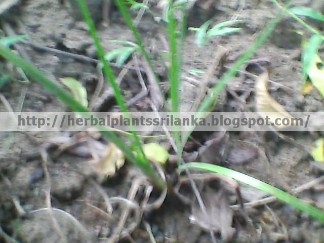 ACORUS CALAMUS -වදකහ