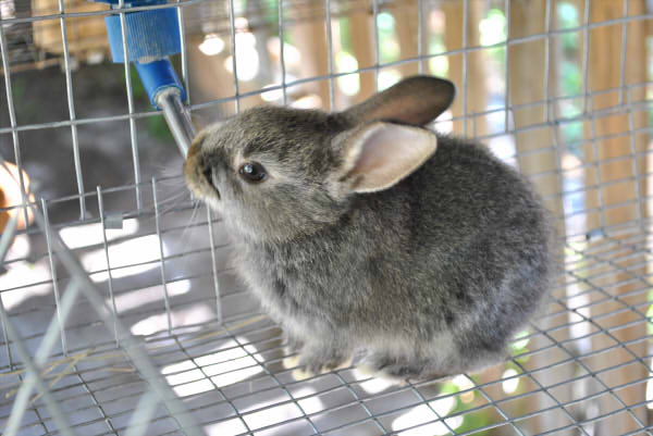 Pictures | Rabbit Talk - Meat Rabbit & Farming Forum