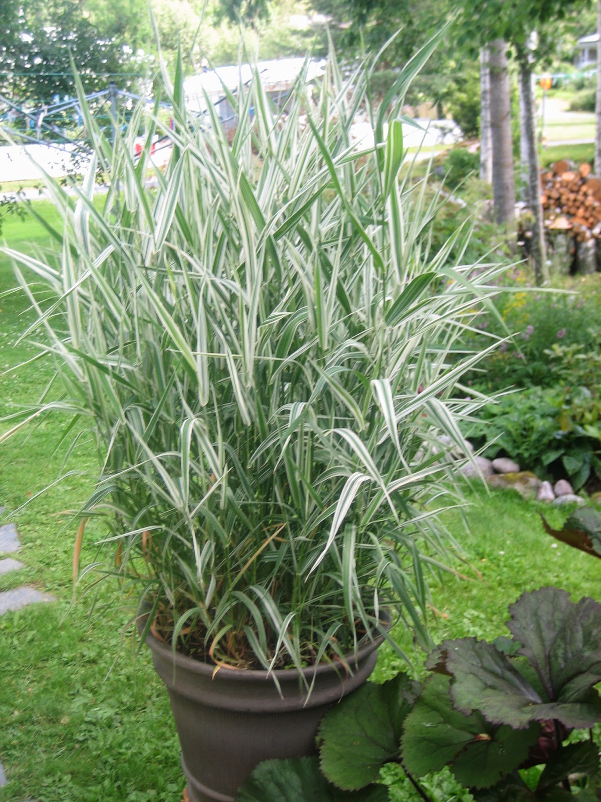 Pienen pihan suuria unelmia: Heinien hurmaa!