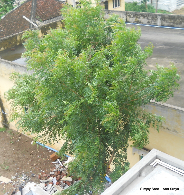 Life in Pictures: Wk35/Dy1(233) ~ August 20 ~ Vepa Chettu