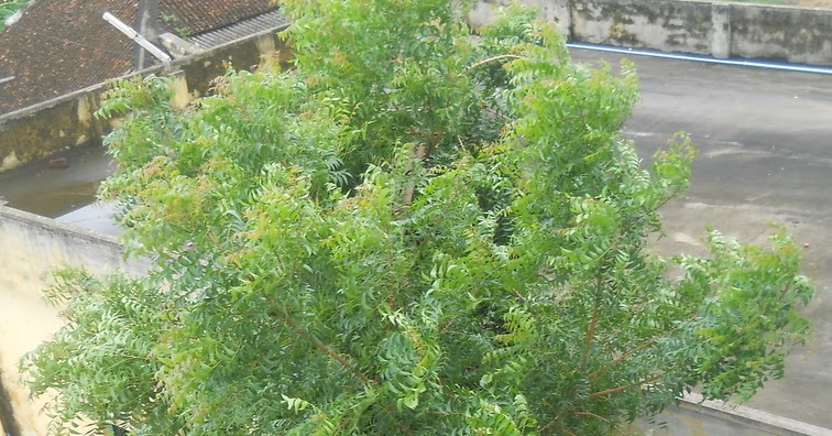 Life in Pictures: Wk35/Dy1(233) ~ August 20 ~ Vepa Chettu