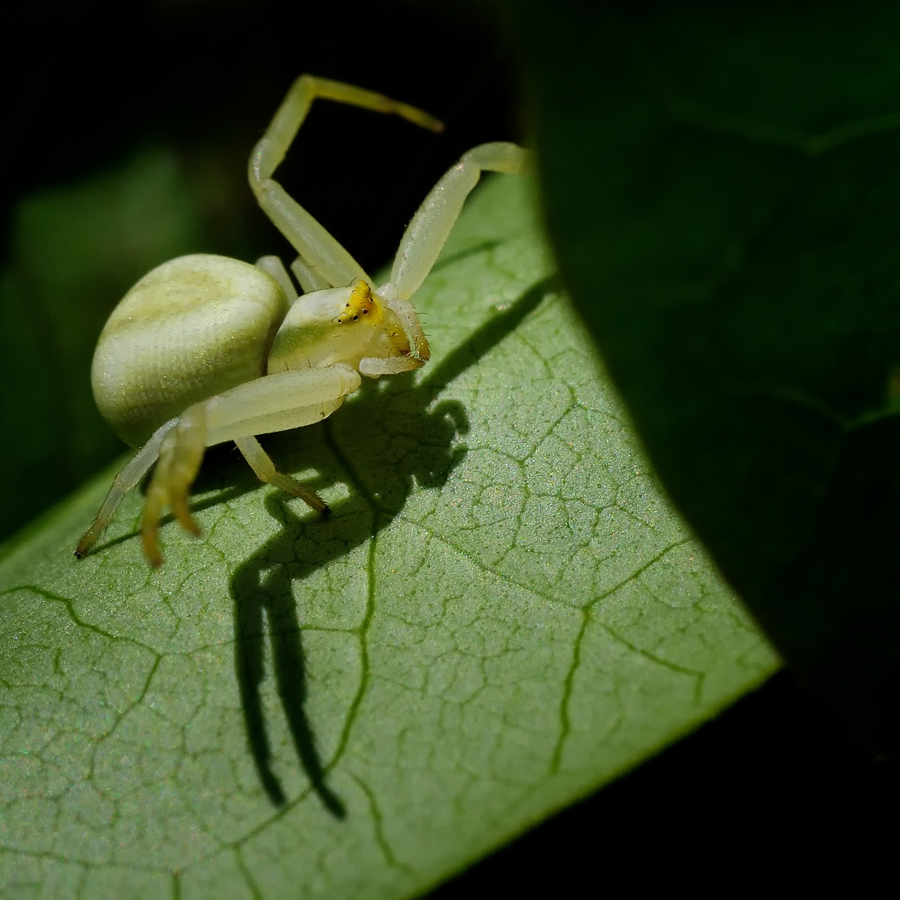 Knuts tips om makrofotografering: Edderkopper