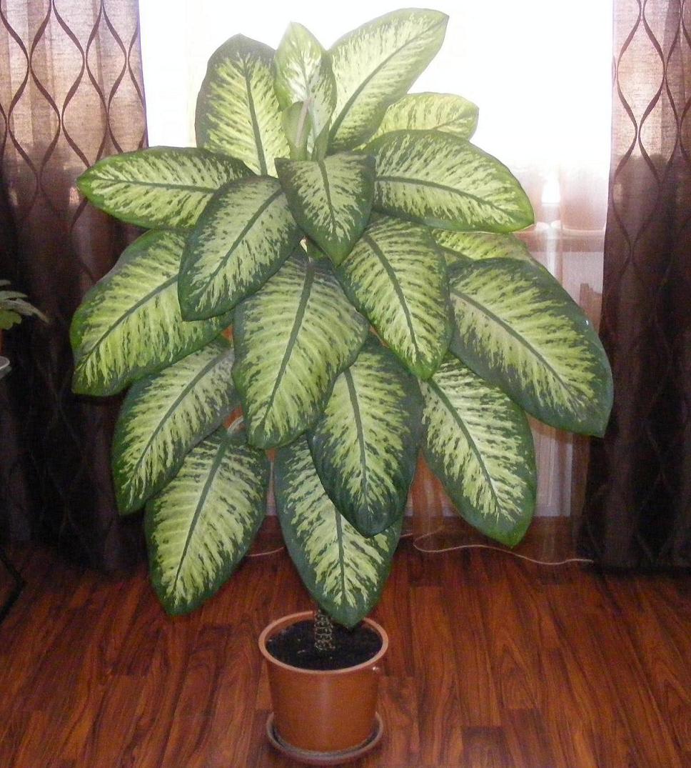 Dieffenbachia | Preparatedevis.ro