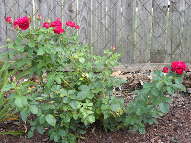 Red Dirt Roses: Braveheart for Sherman