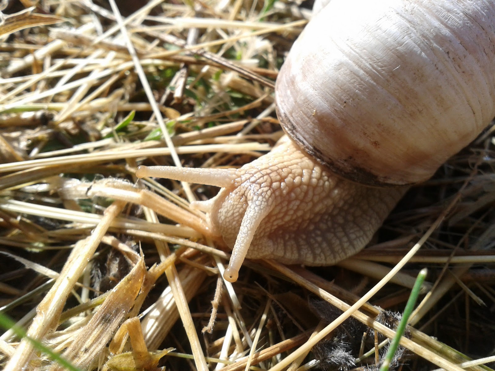 Éti csigák | Fotózunk...