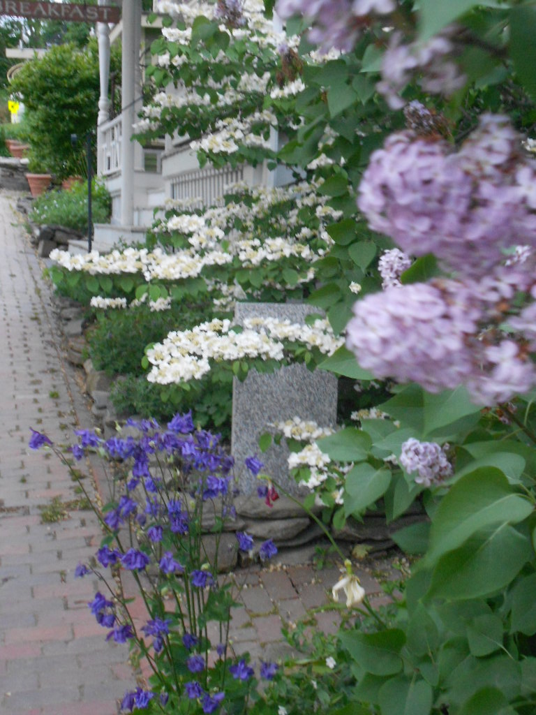 THE DOWNEAST DILETTANTE: HURRY, SPRING