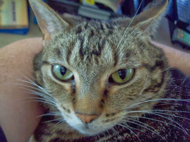 Hysterically Assertive.: SWEET BROWN FEATURING FATSO, THE KEYBOARD CAT!