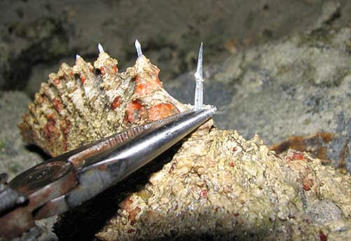 Venomous Knowledge: Venom: A Summary