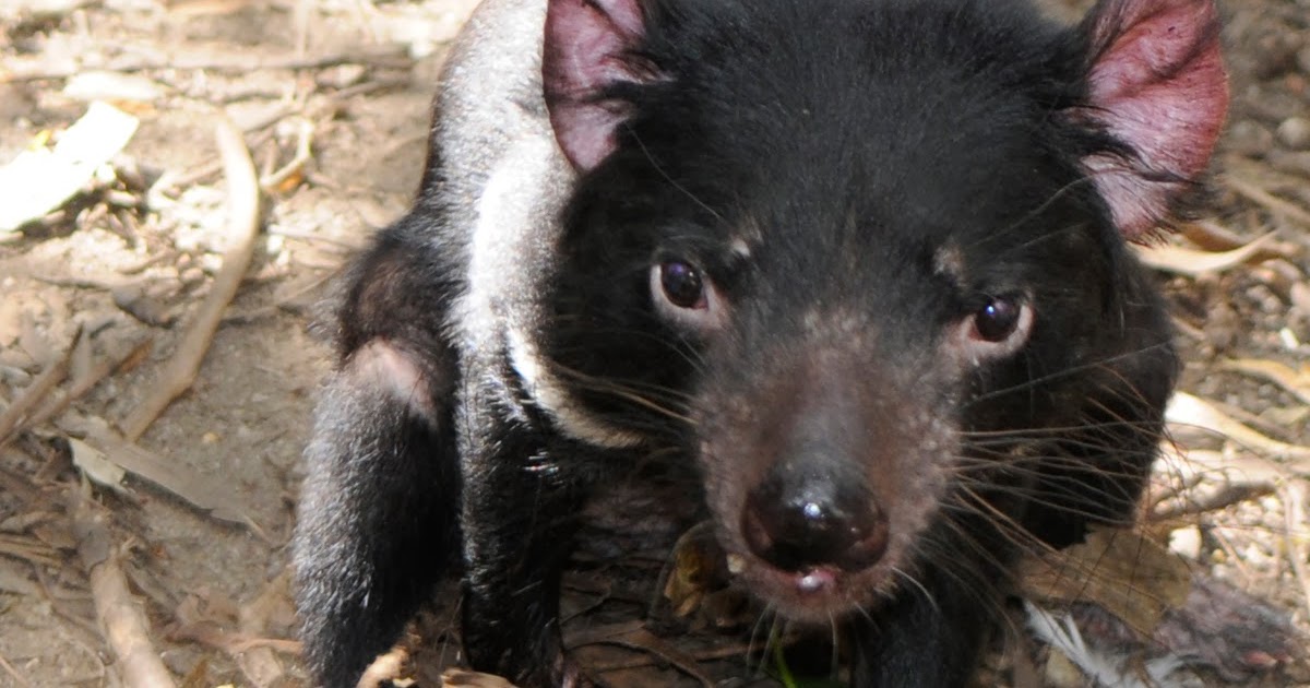 Small Animal Talk: Things you didn't know about Tasmanian Devils
