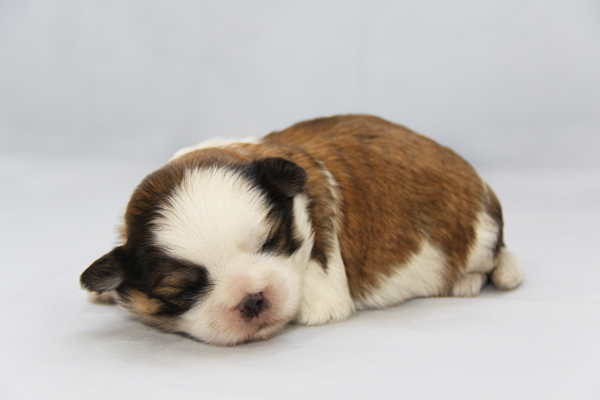 qpapp: [강아지종류]중국의 사랑스러운 소형견 시츄! [Dog kind]China Lovely Small Dog situ!