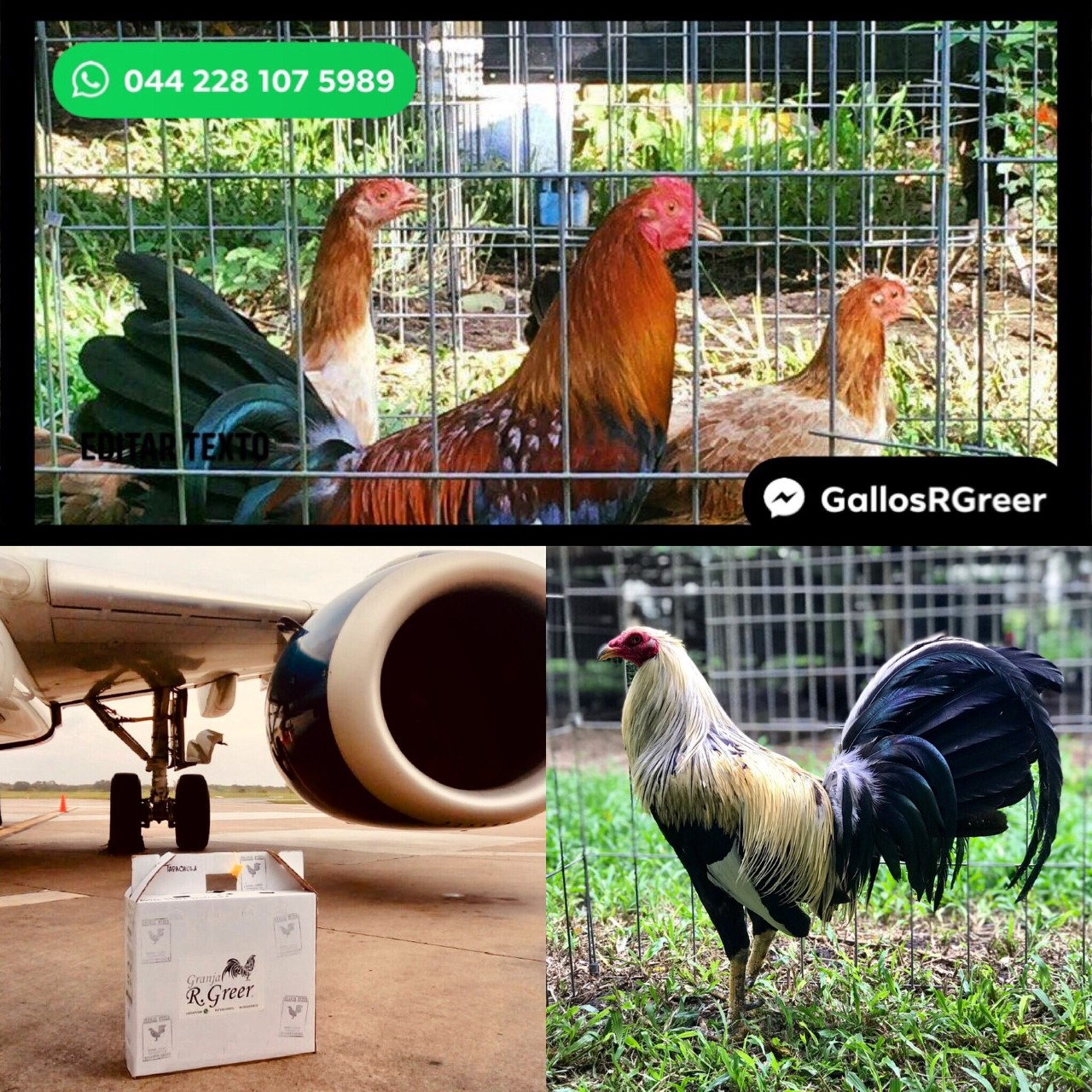 Gallos Finos, Aves de Combate, Gallos de Pelea...: EL GALLO BROWN RED