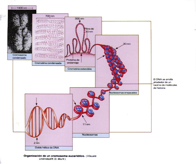 Alexa Molina: 3.2 ORGANISMOS EUCARIÓTICOS