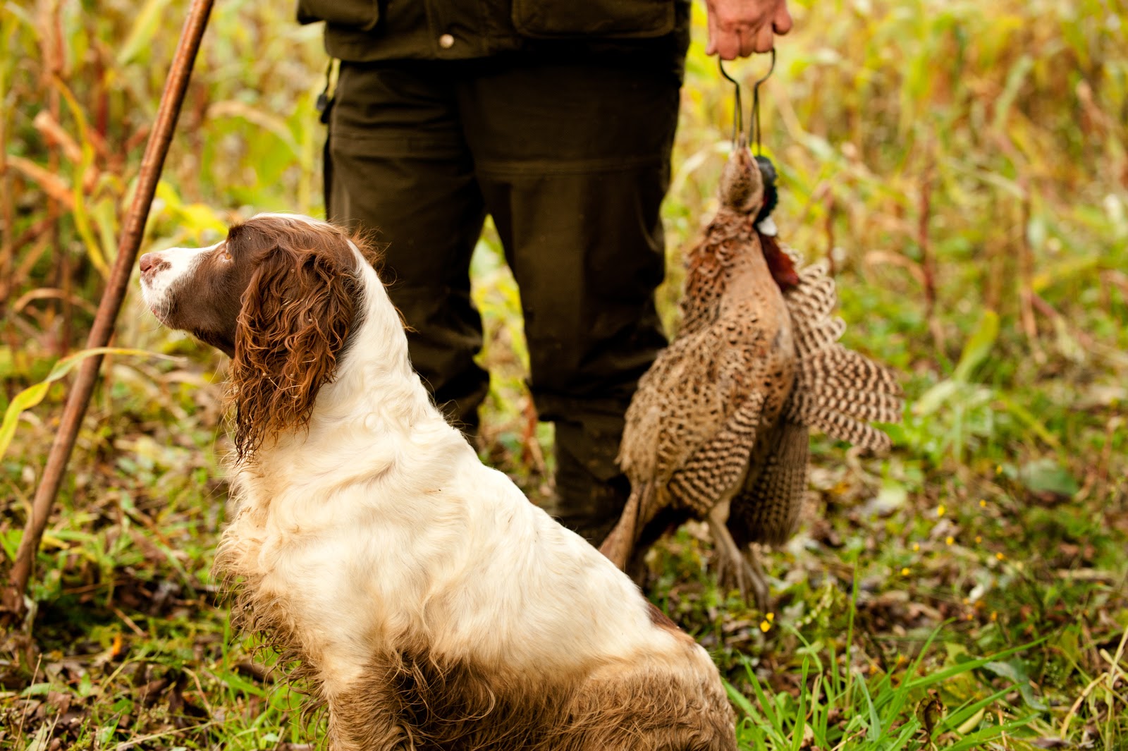 Eternity Images Photography: A day out photographing Working Dogs