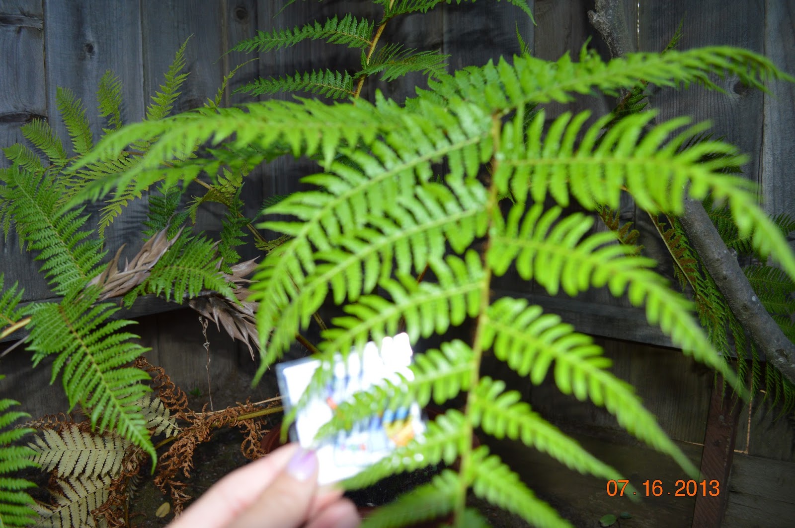 AP Biology Diversity of Life Project : Diversity of Life Project APBIO 2013