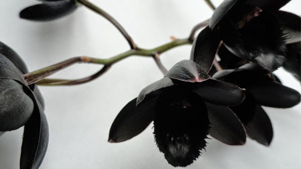 Flora dan Fauna Khas Kalimantan Timur - THE COLOUR OF INDONESIA