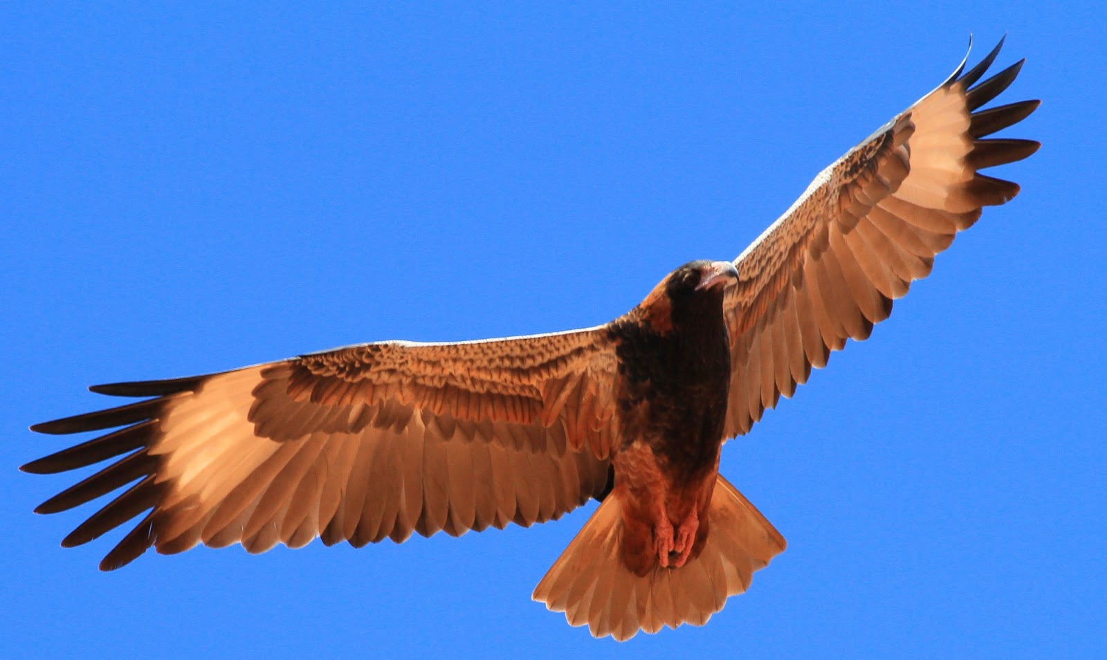 Richard Waring's Birds of Australia: Black-breasted Buzzard photos