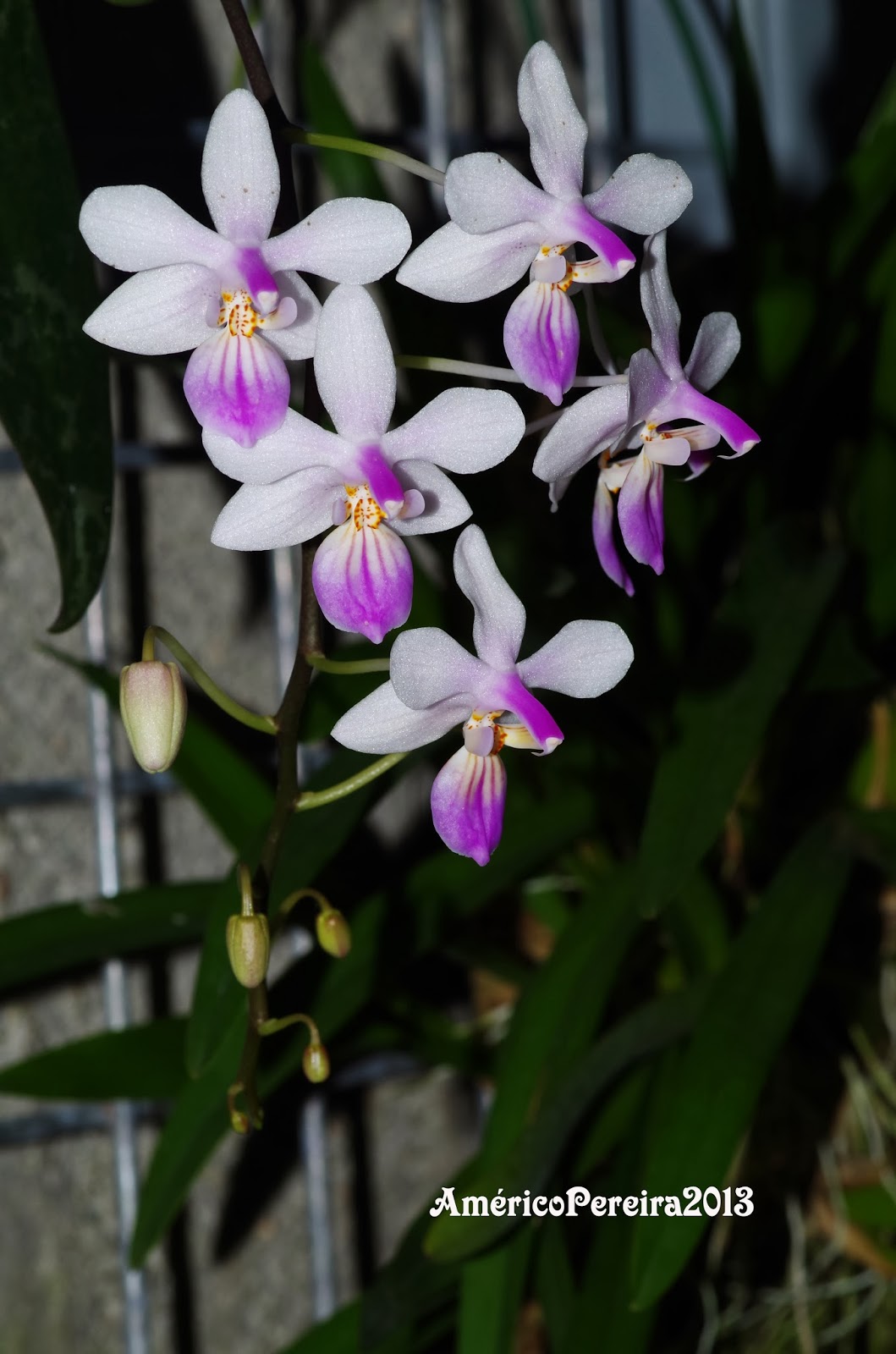 Orquídeas soltas: Phalaenopsis lindeni