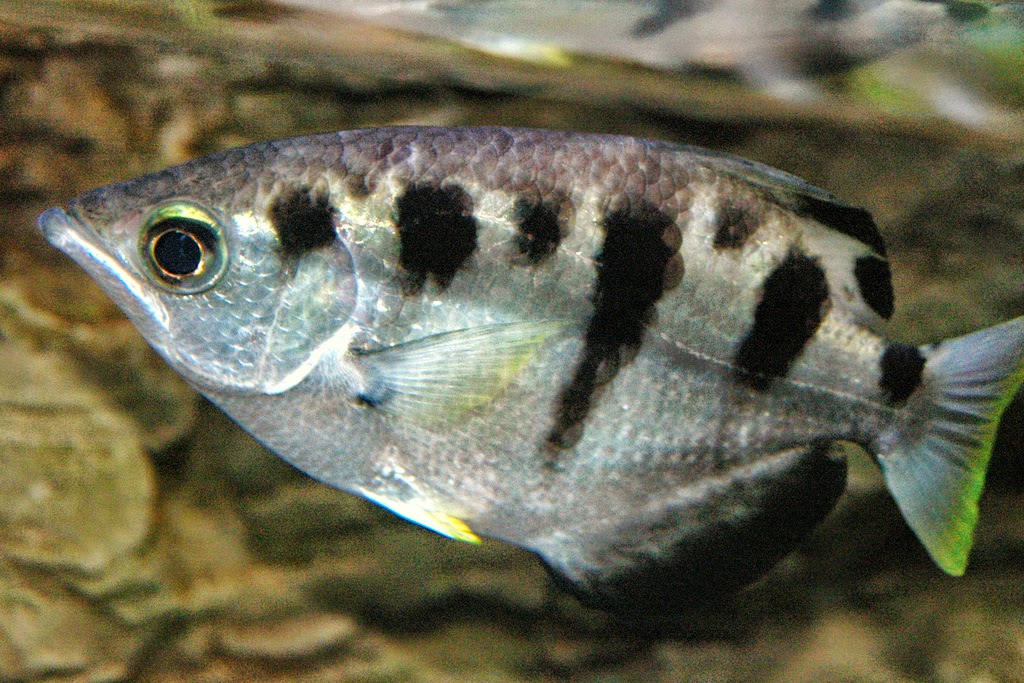 ARCHER FISH photos - wallpapers | the fun bank