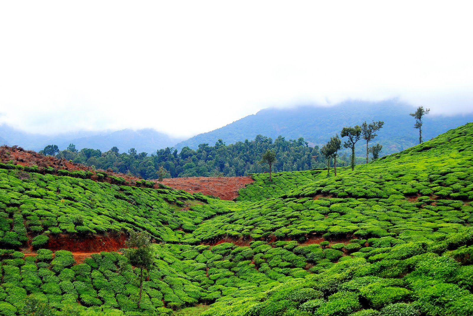 My Travel & Photography: Wayanad, Kerala