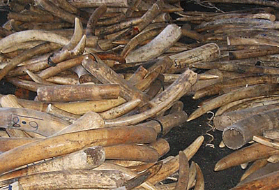 Persona Non Grata: Ivory Trade Flourishes