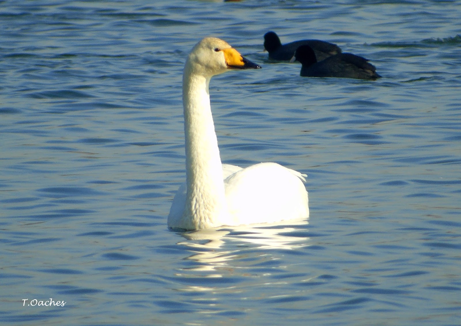 PASARI DIN ROMANIA: LEBADA DE IARNA, Cygnus cygnus