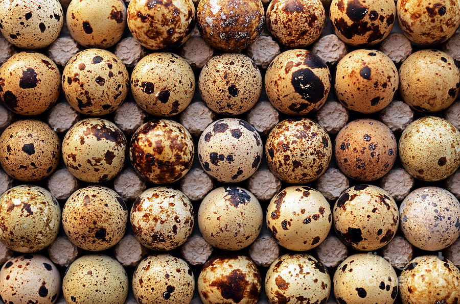 Galerie imagini cu prepelite, oua de prepelite, custi prepelite ...