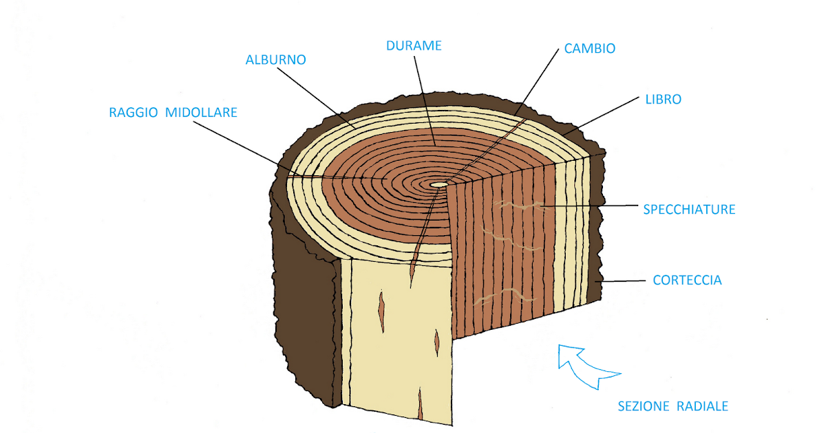 Costruiamo i mobili: IL TRONCO DELL'ALBERO (prima parte)