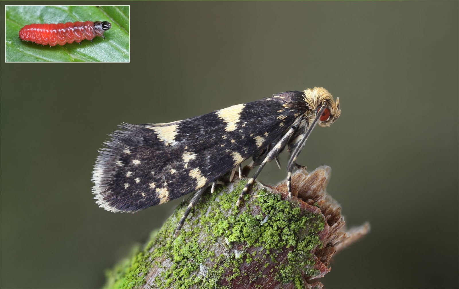 Hereford and Worcester Moths: 9.003 BF136 Raspberry Moth, Lampronia ...