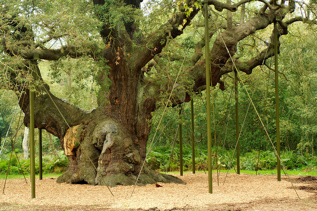 Daily Pictures: Famous Trees