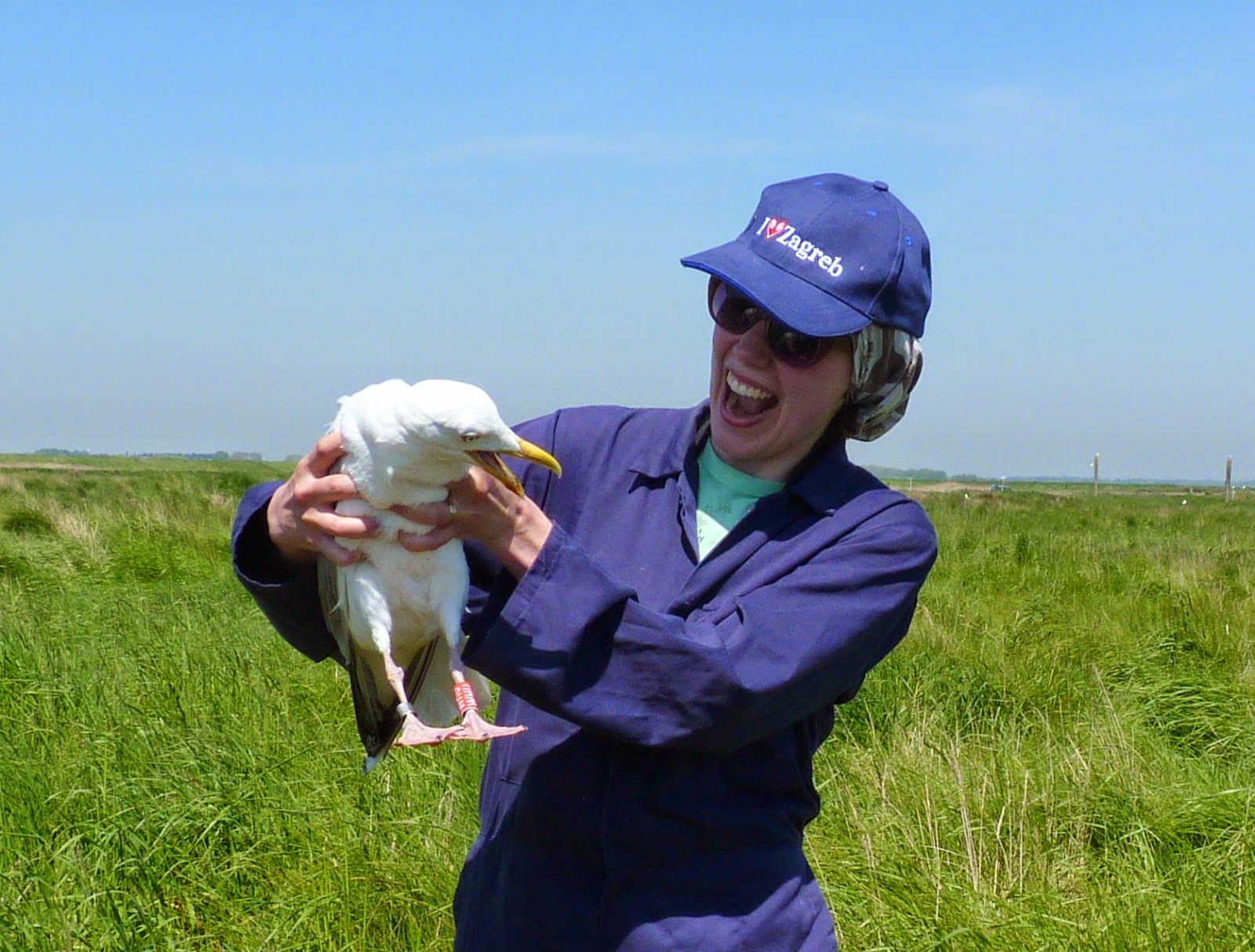 Guía de campo los pajareros de España y de Europa: Viola Ross-Smith