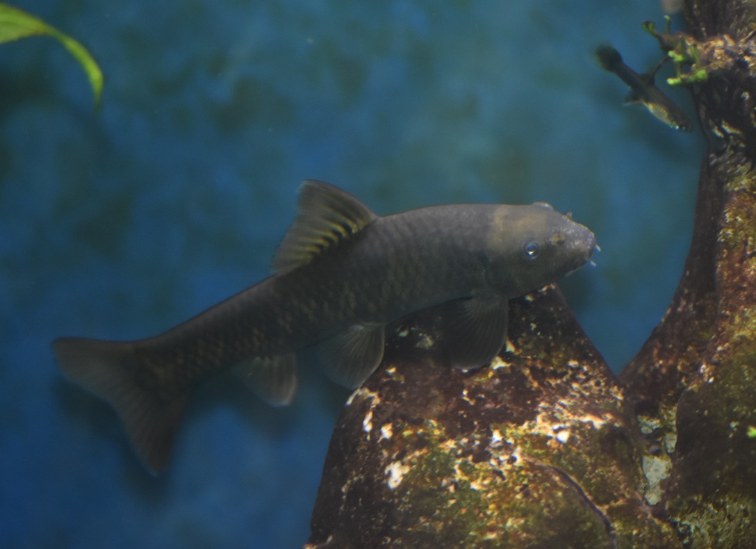 ZOOTOGRAFIANDO (6.100 ANIMALS): PEZ DOCTOR / DOCTOR FISH (Garra rufa)