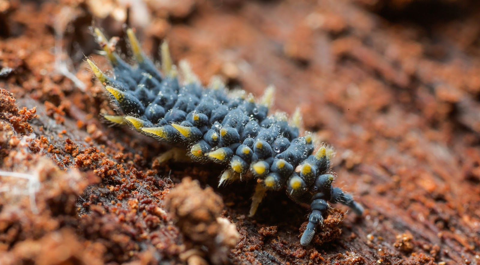 Real Monstrosities: Jelly Horns of Acanthanura