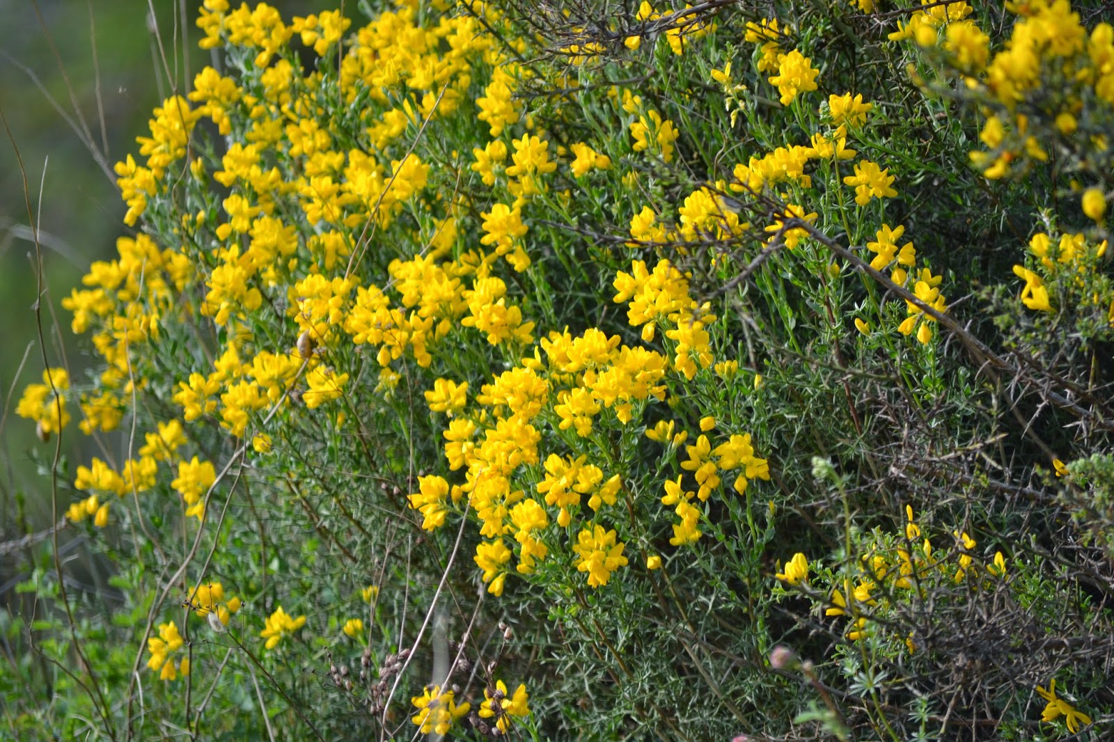 El Lance : EL AMARILLO QUE PINCHA ARGOMAS O ESCAJOS Y ESCOBAS SOBRE UNA ...