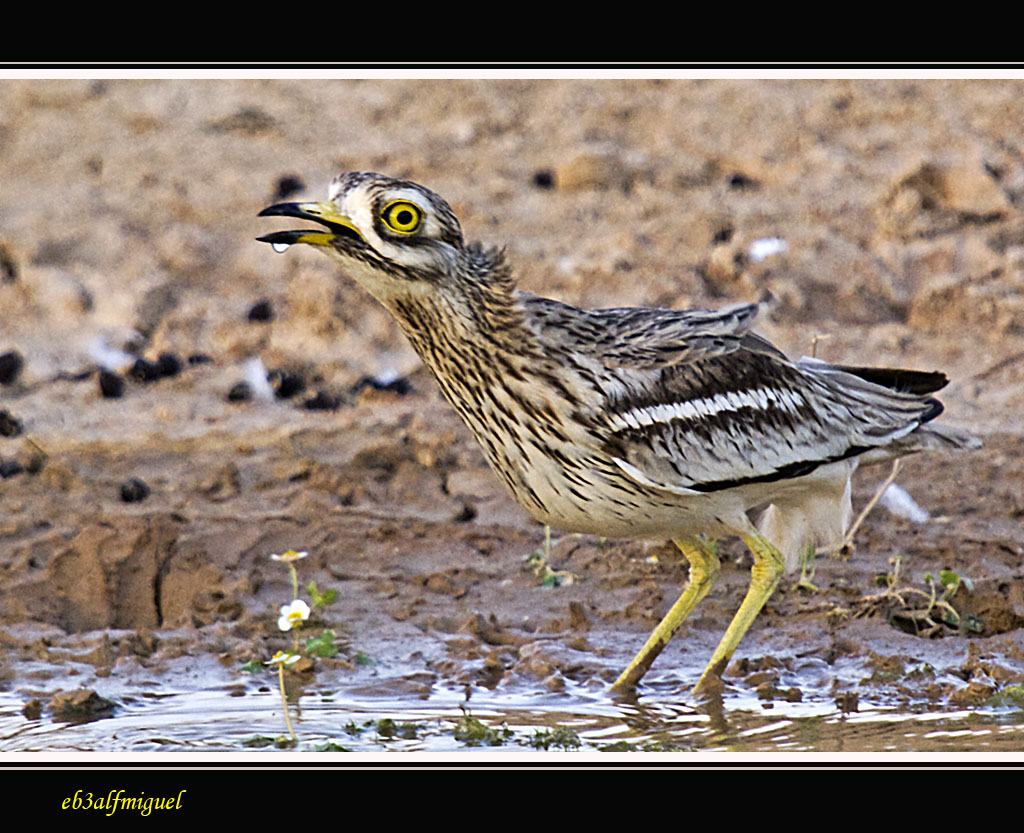 Miguel fotografia: Alcaraván común (Burhinus oedicnemus)