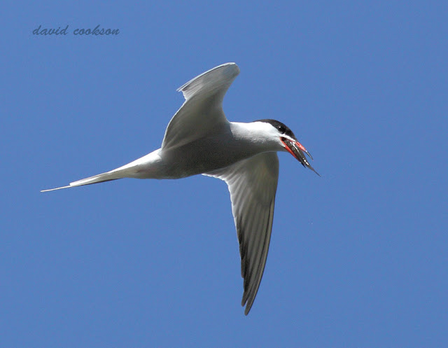 Out and About with David Cookson